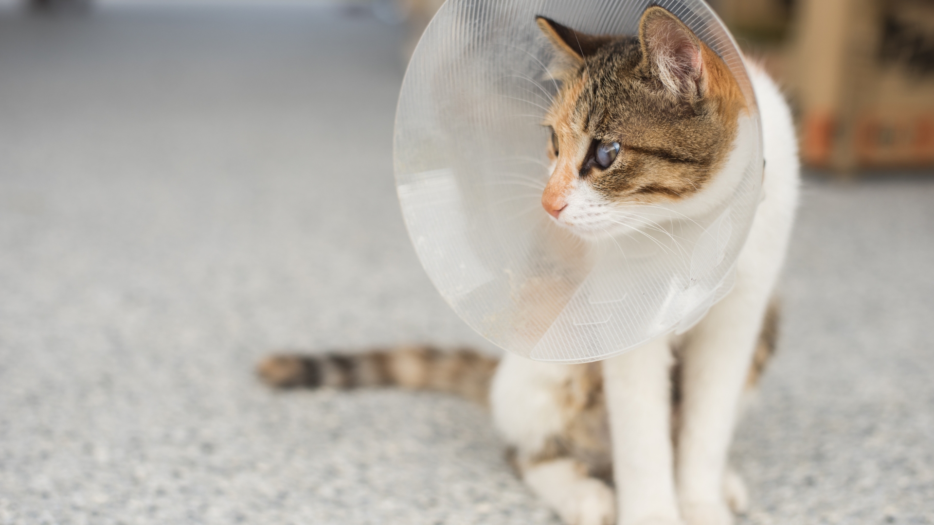 Pet Surgery In Eubank, KY 42567 | Eubank Veterinary Clinic